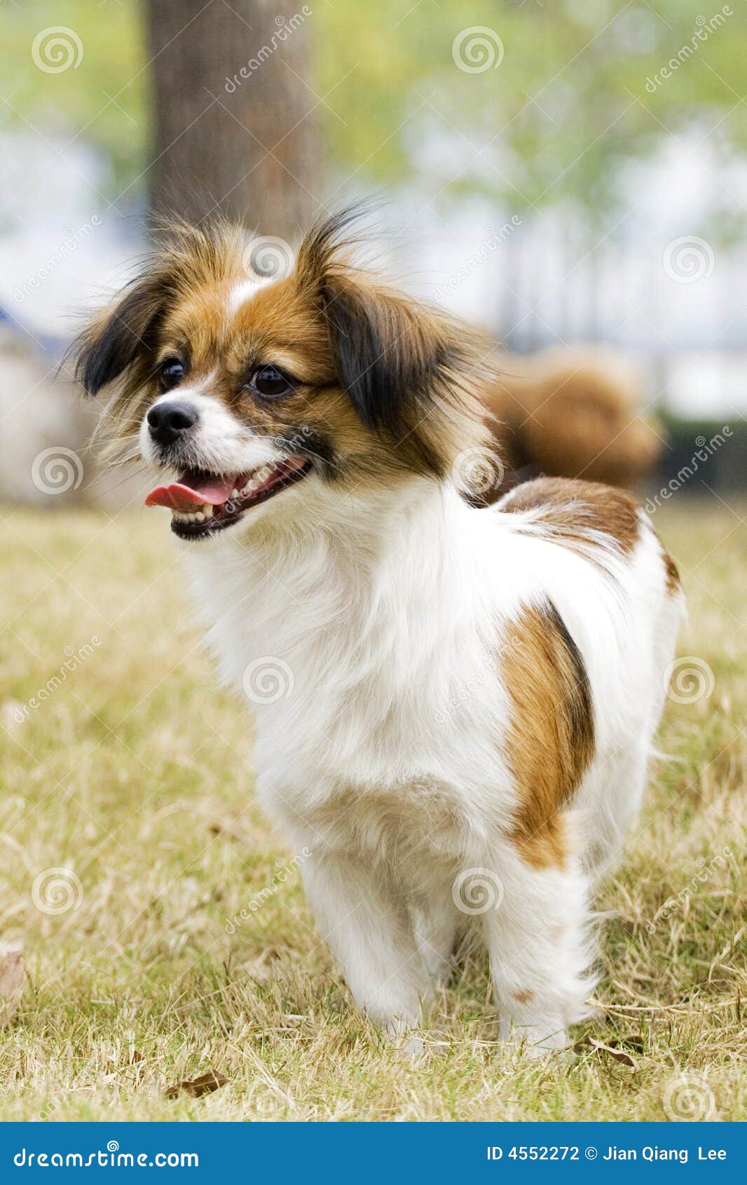 Cane Sorridente Di Papillon Fotografia Stock - Immagine di leale ...