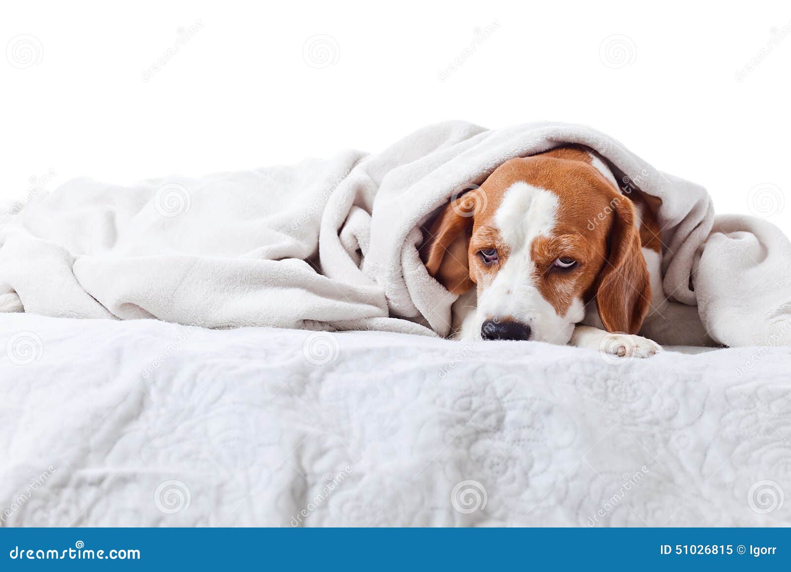 Cane Sotto Una Coperta Su Bianco Immagine Stock - Immagine di coperta ...