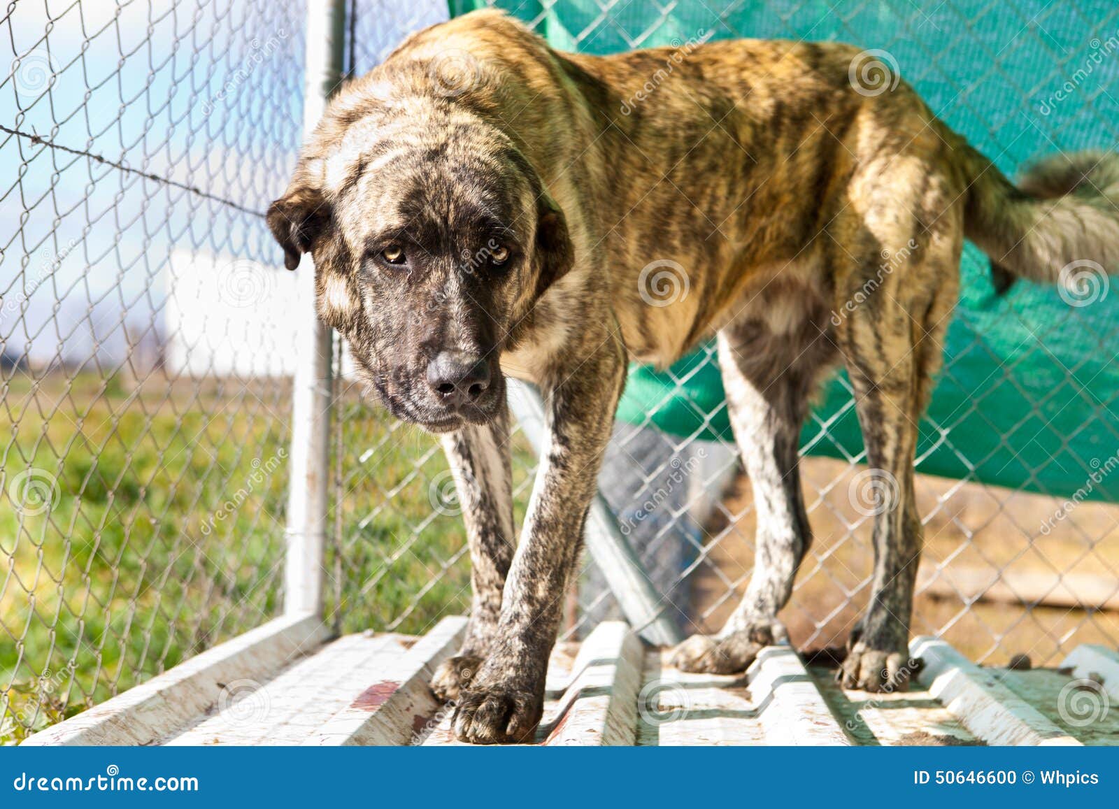 Cane Spagnolo a Strisce Del Mastino Fotografia Stock - Immagine di ...