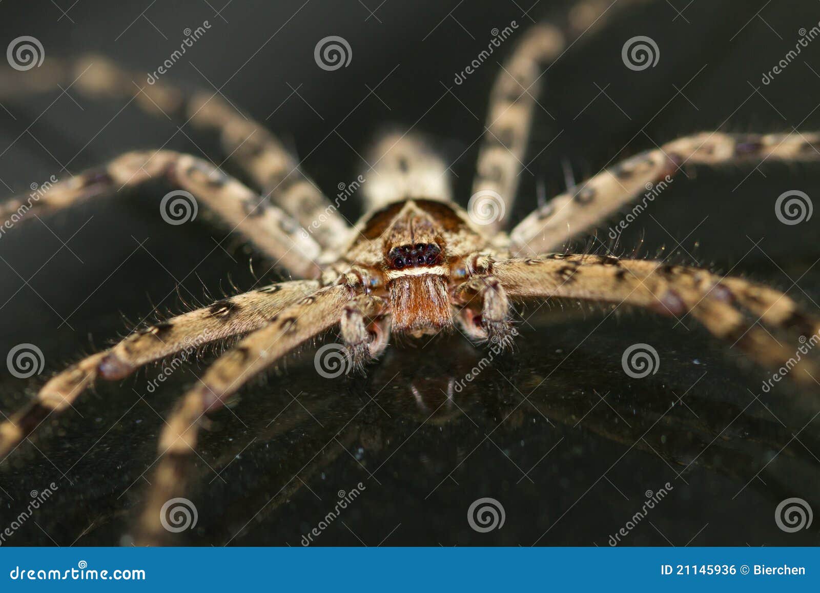 Cane Spider stock photo. Image of wild, spot, black, insect - 21145936