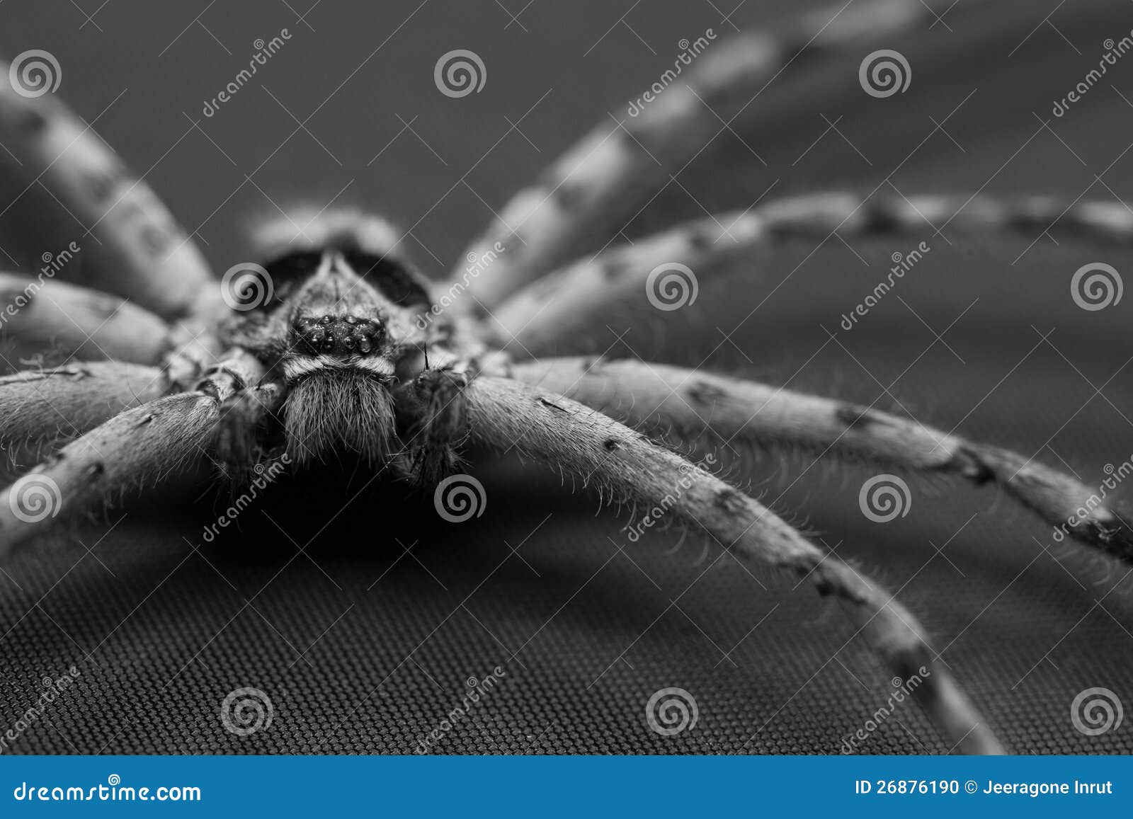 Cane Spider stock photo. Image of hairy, legs, studio - 26876190