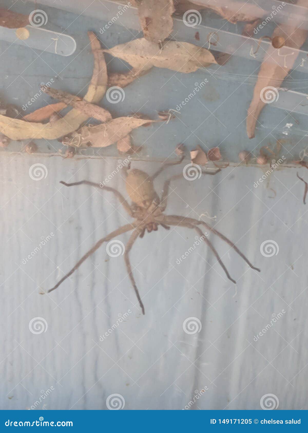 Cane Spider Stock Image | CartoonDealer.com #26654839