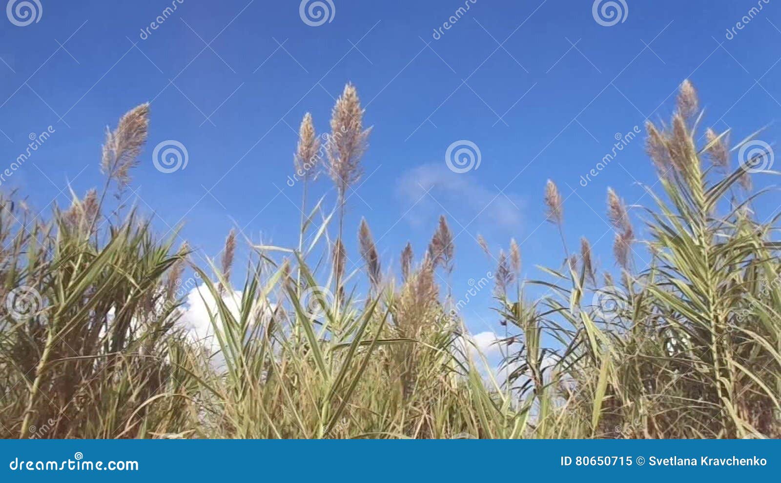 Cane spikes at low wind stock video. Video of plants - 80650715