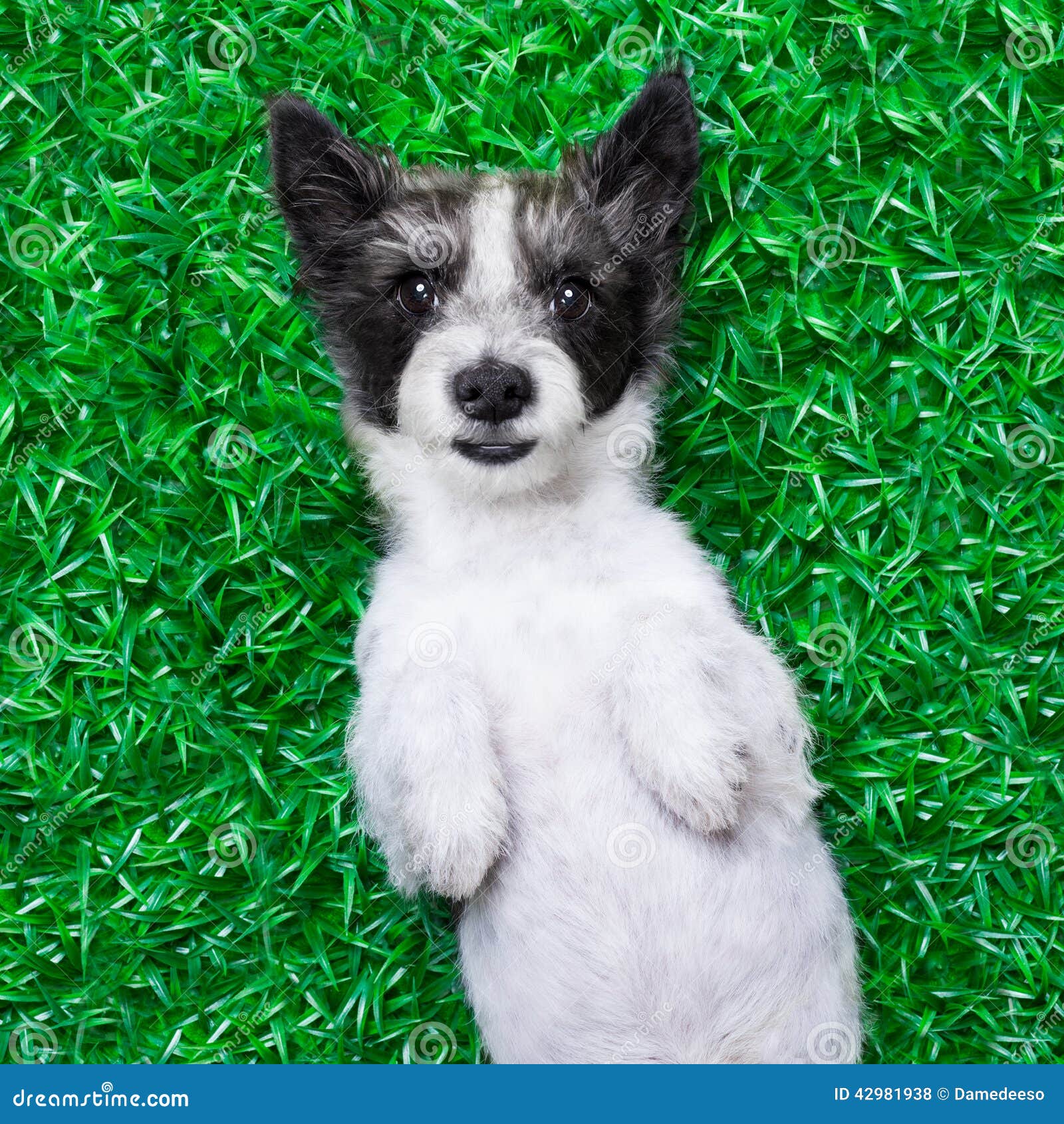 Cane su erba fotografia stock. Immagine di confortevole - 42981938
