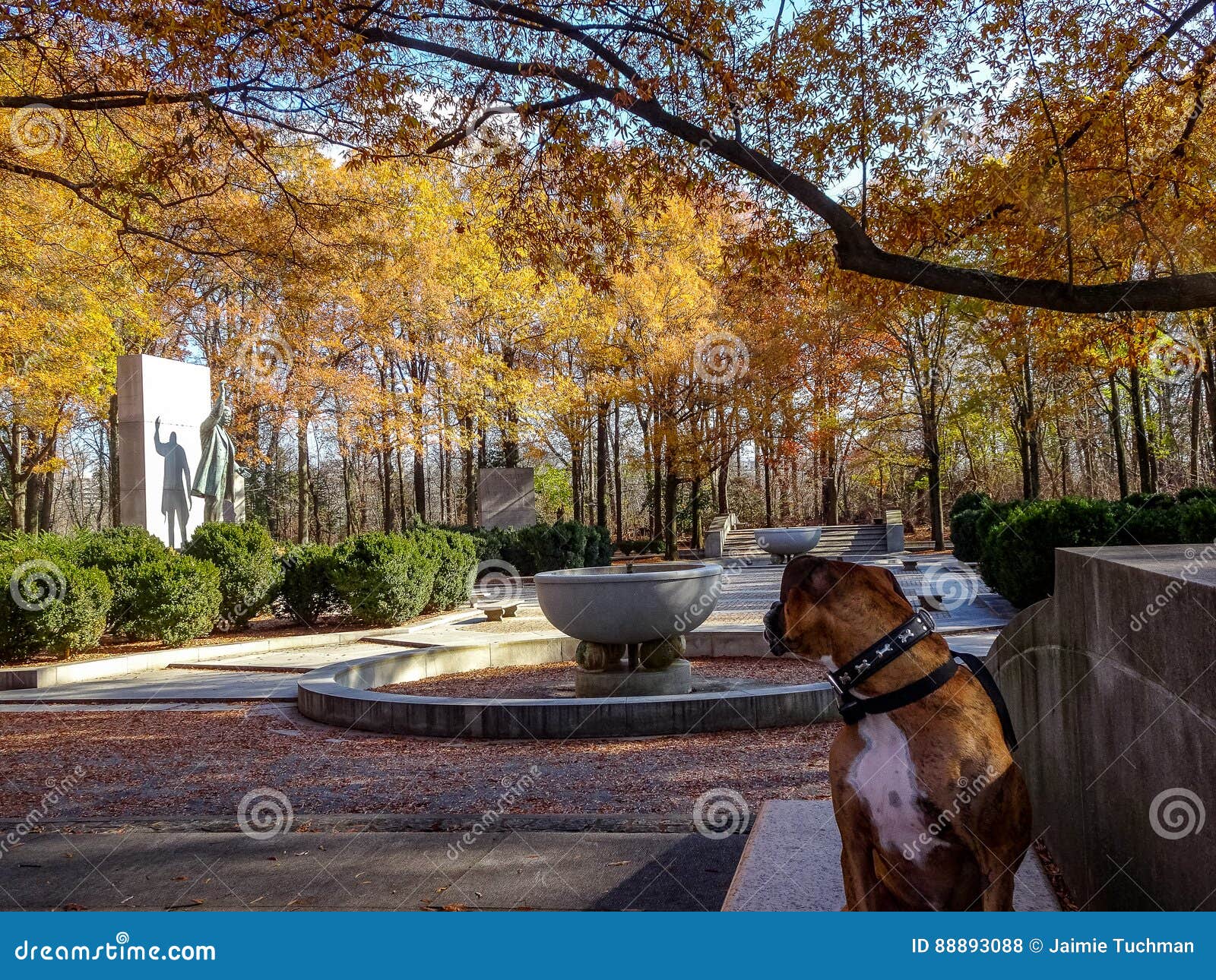Cane Su Un Banco Nella Caduta Fotografia Stock - Immagine di ...