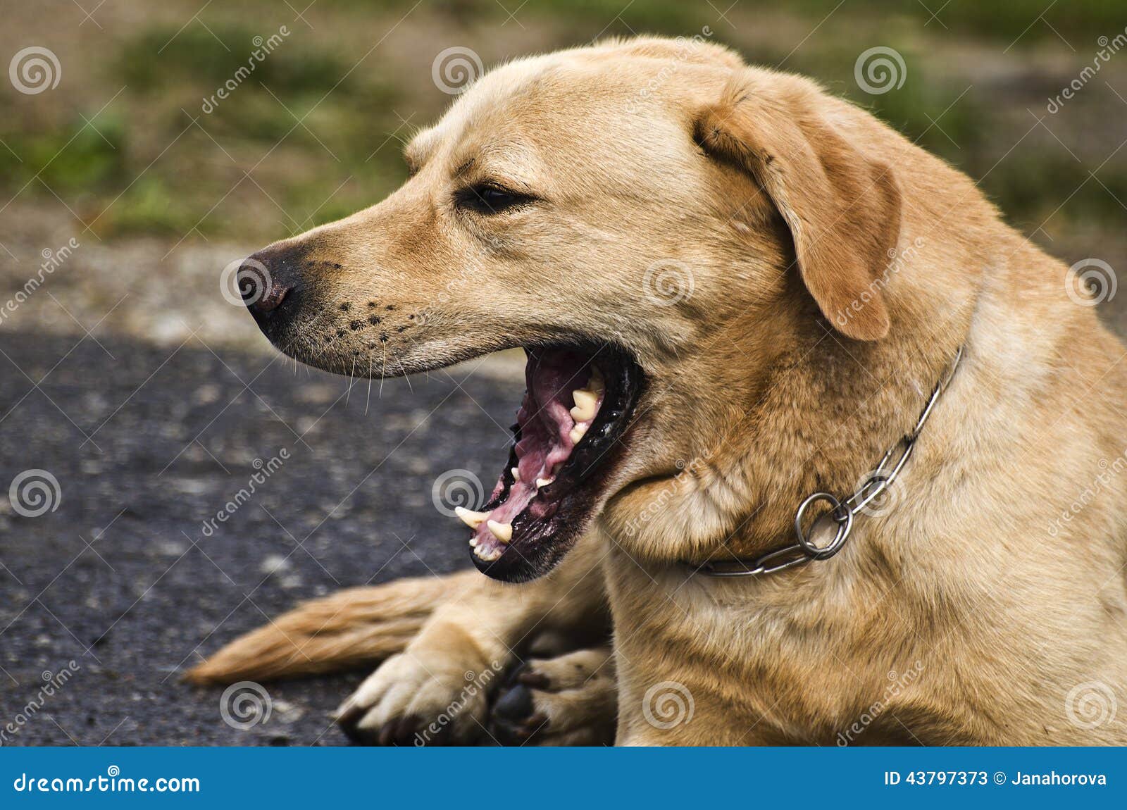 Cane sveglio che sbadiglia immagine stock. Immagine di particolare ...