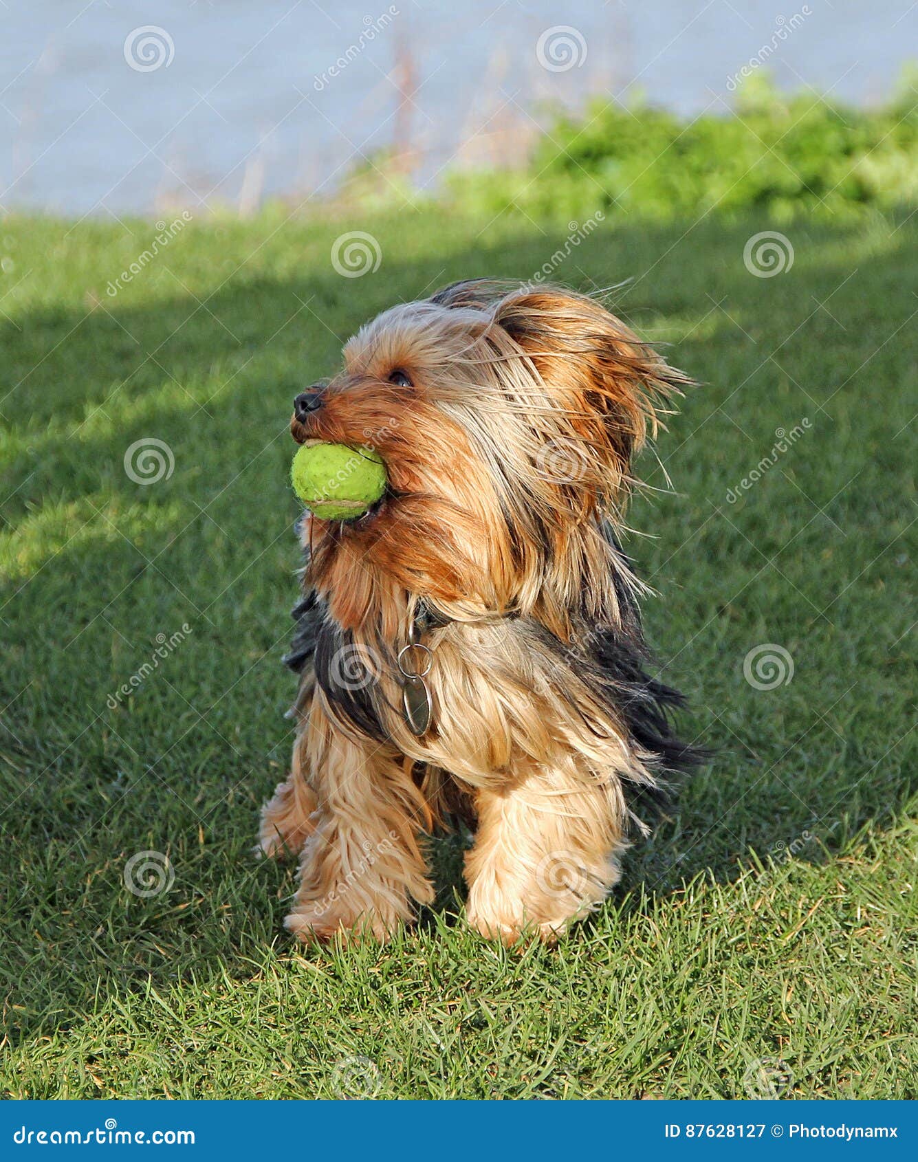 Cane Sveglio Dell'Yorkshire Terrier Con La Palla Immagine Stock ...