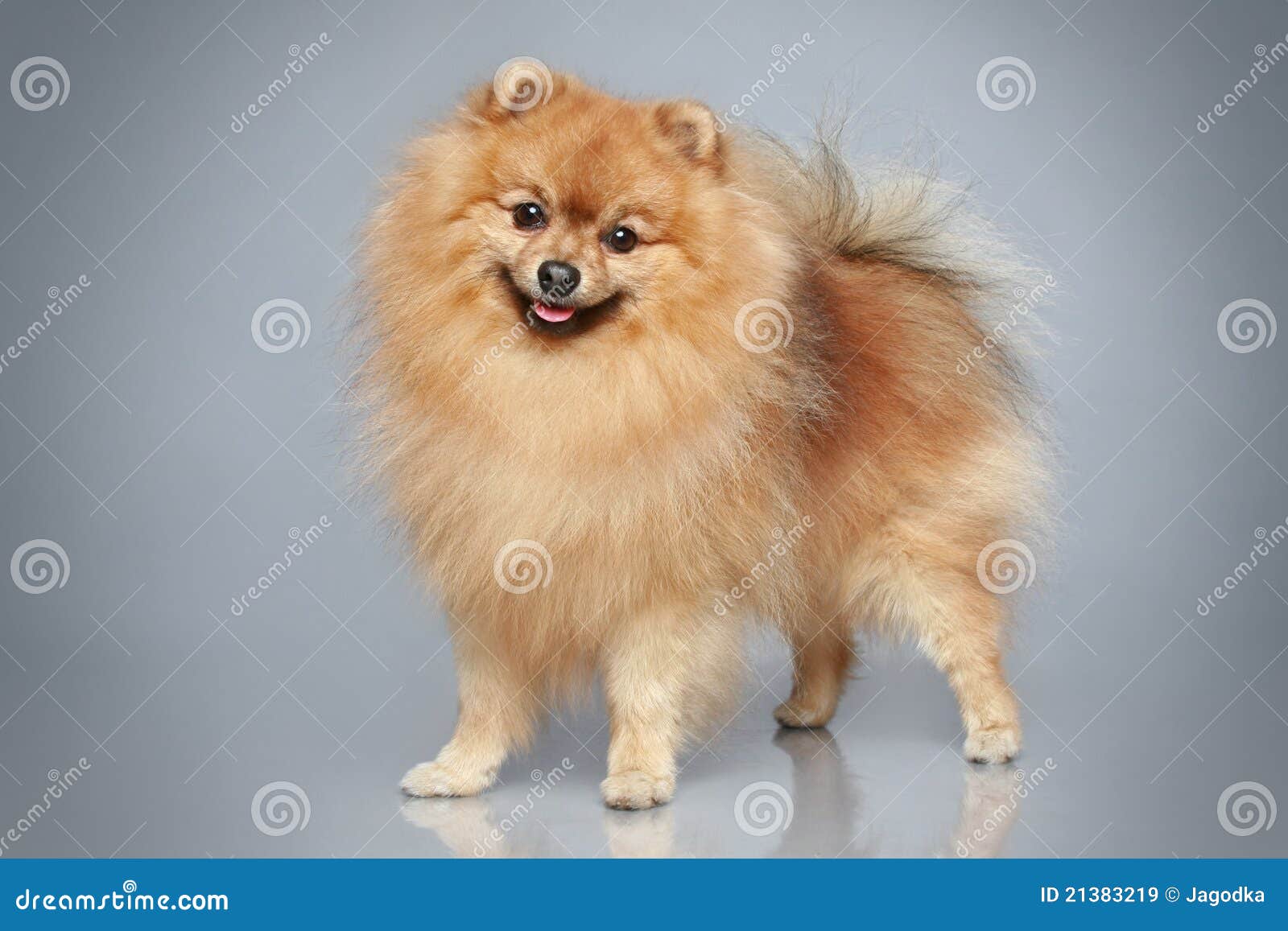 Cane tedesco dello Spitz immagine stock. Immagine di divertente - 21383219