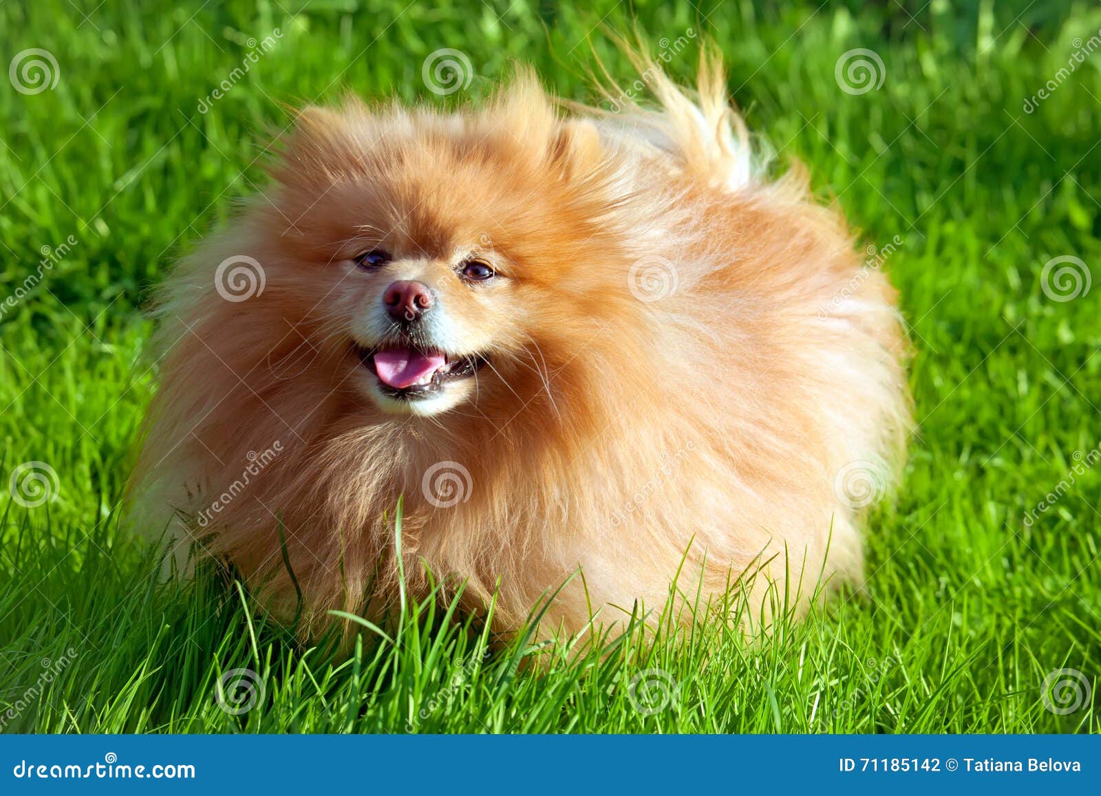 Cane tedesco dello spitz fotografia stock. Immagine di carino - 71185142