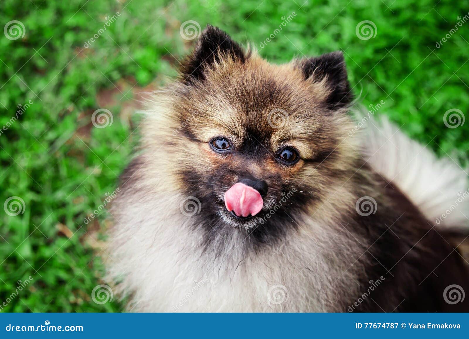 Cane tedesco dello spitz immagine stock. Immagine di nave - 77674787