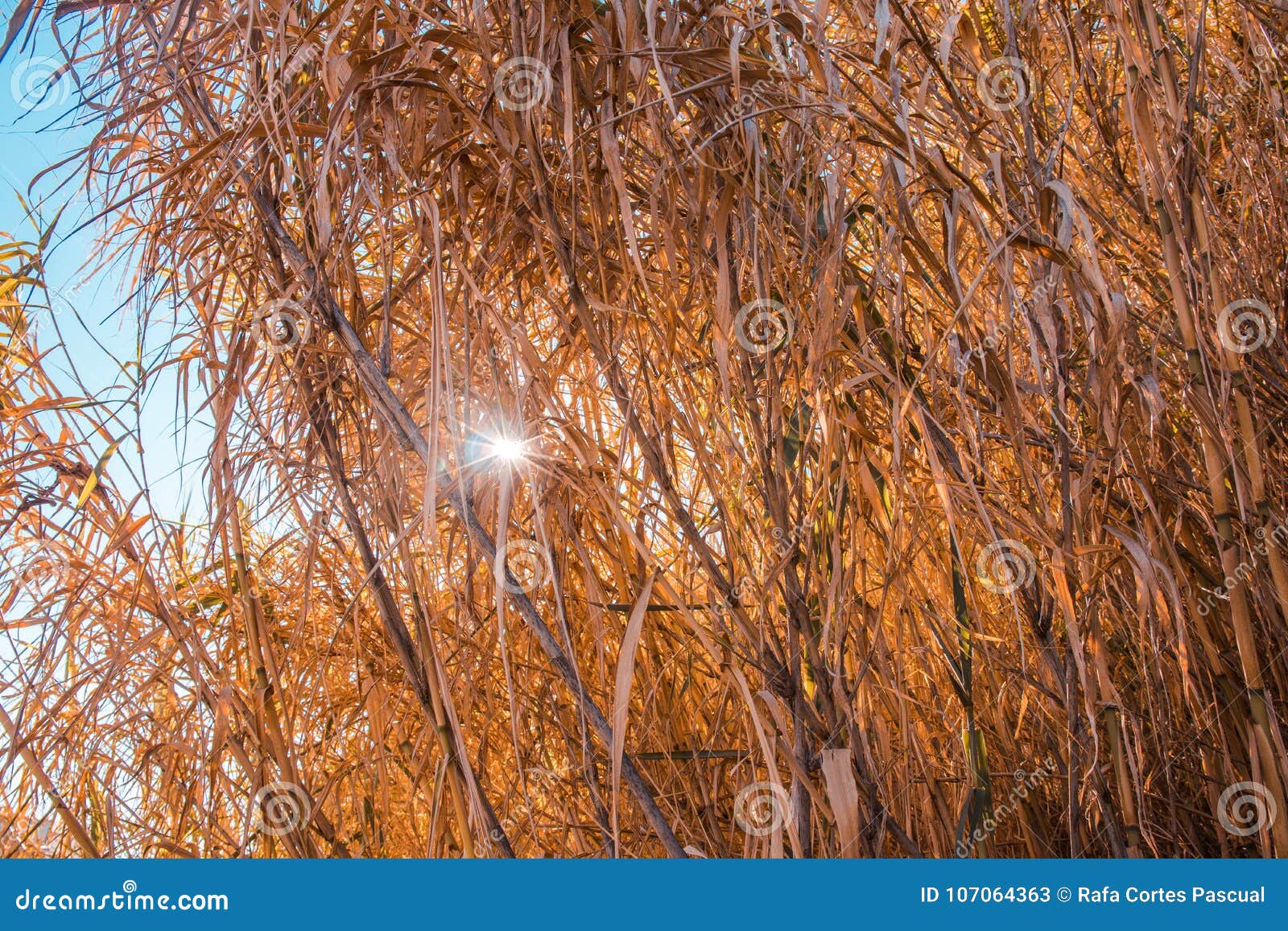 Cane Texture And Background Stock Photography | CartoonDealer.com #69249620