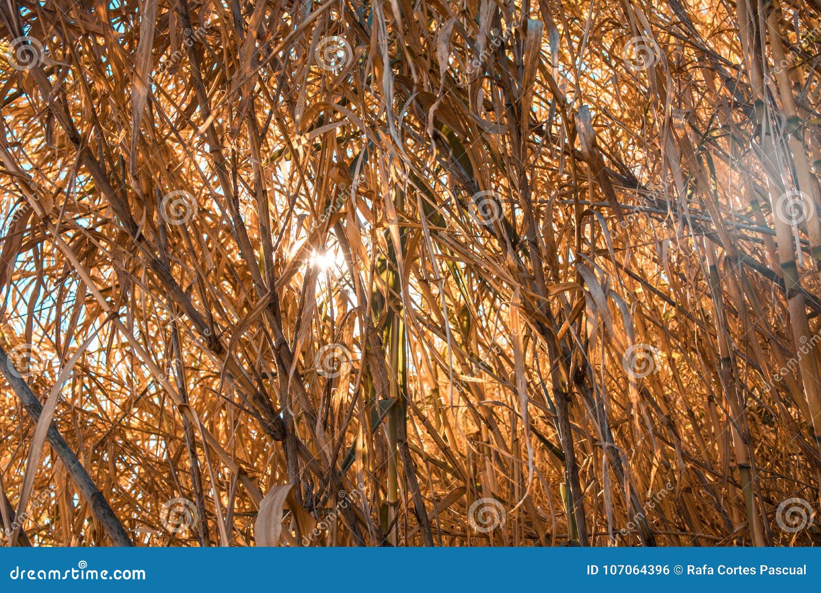 Cane Texture with the Background Sun Stock Photo - Image of green ...