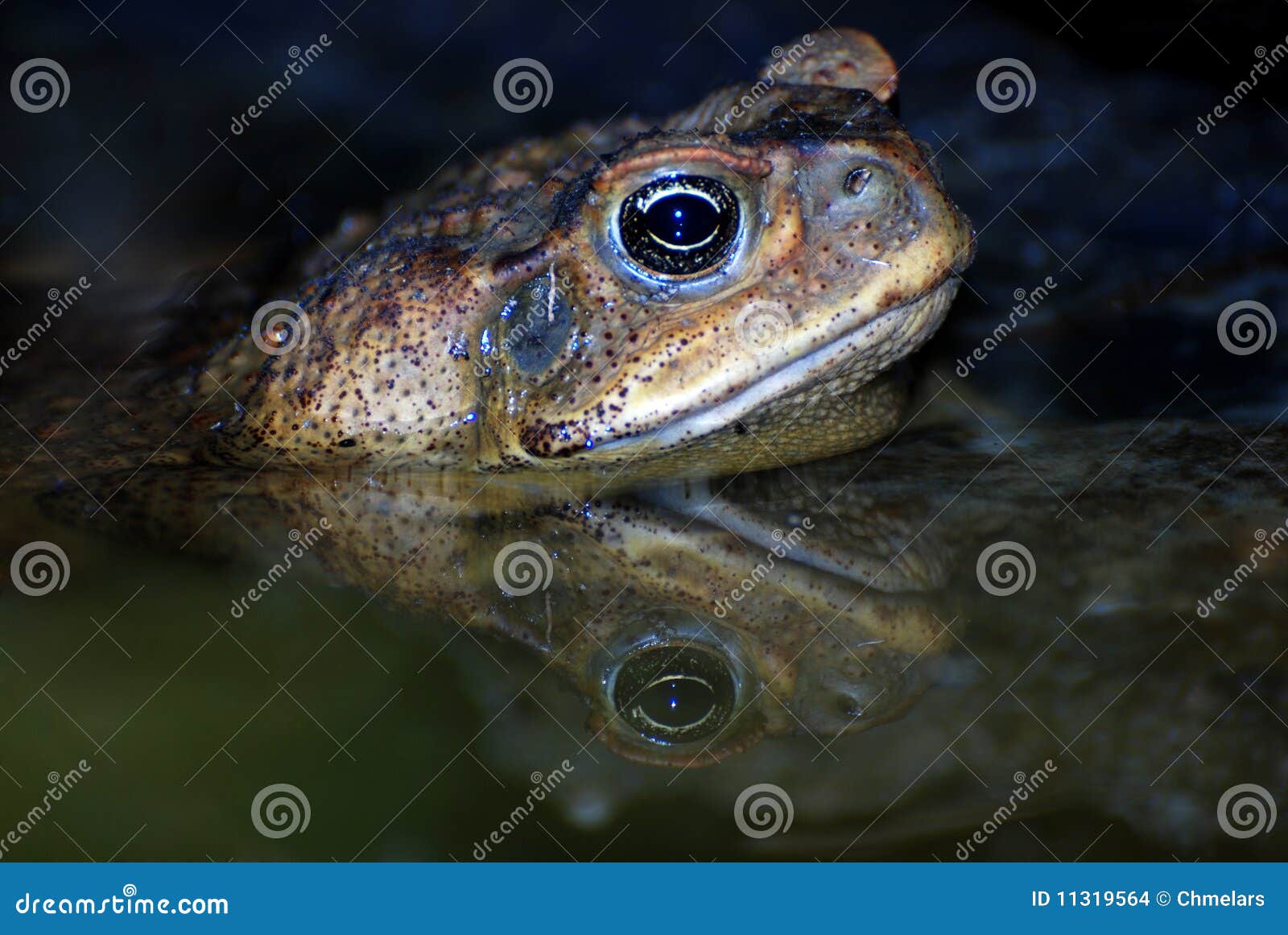 Cane Toad stock photo. Image of fauna, head, cane, toad - 11319564