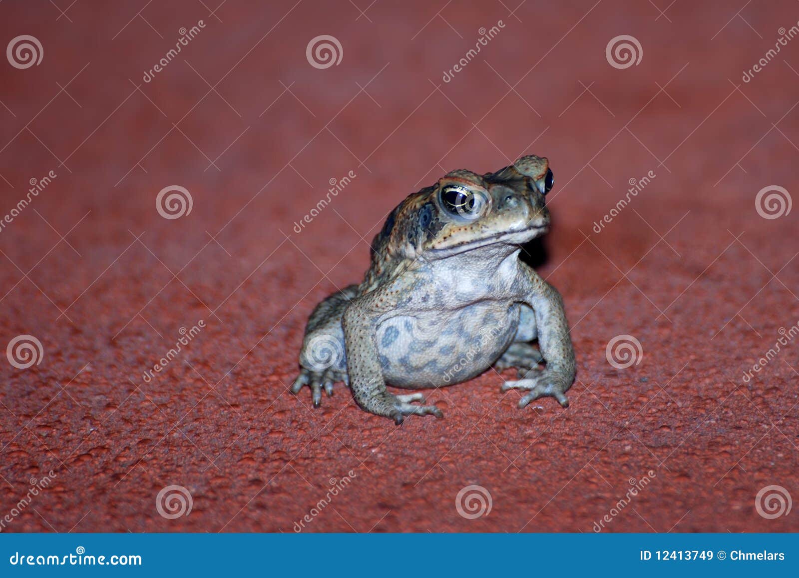 Cane Toad stock image. Image of australia, water, amphibian - 12413749