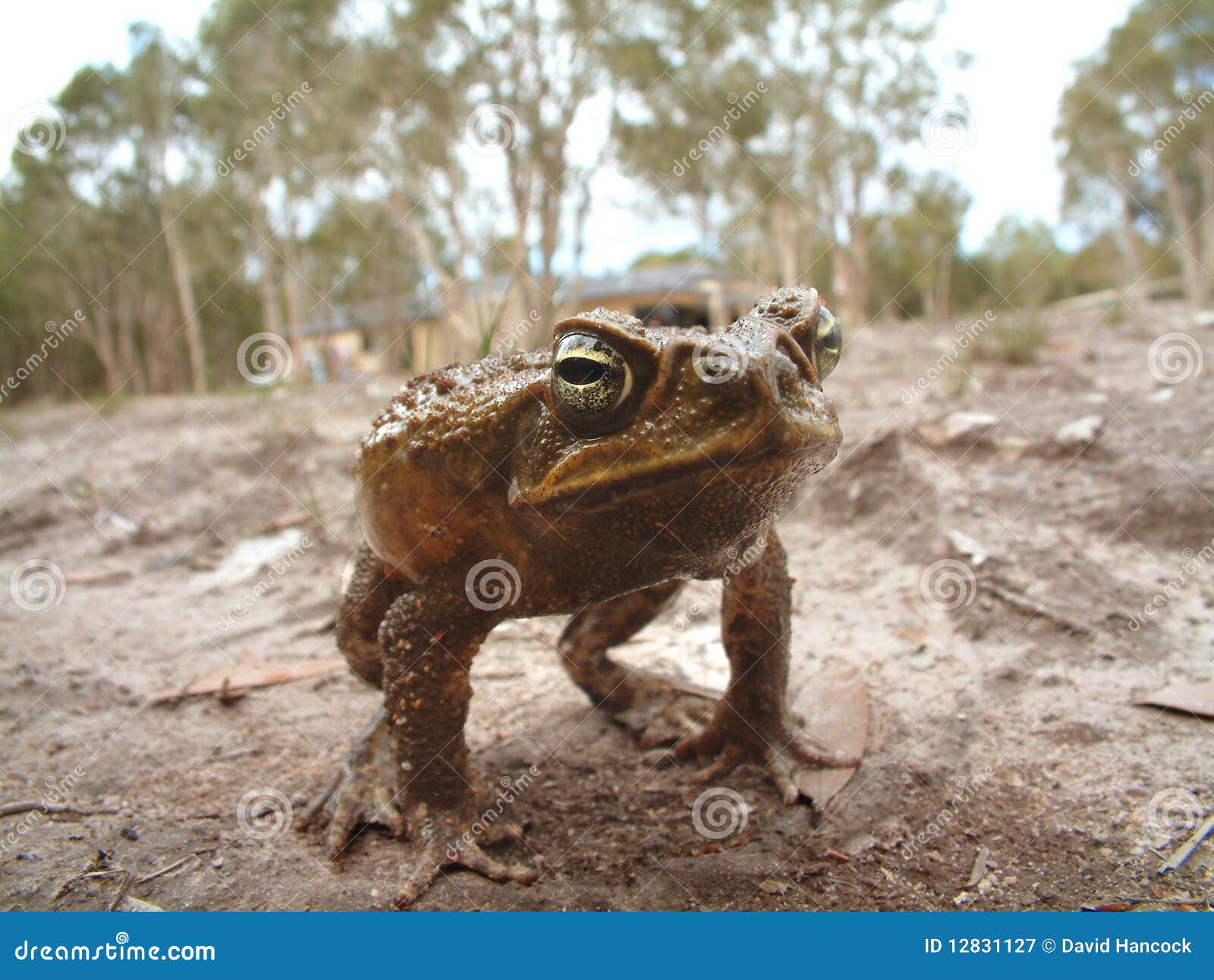 Cane toad stock image. Image of rhinella, outdoors, looks - 12831127