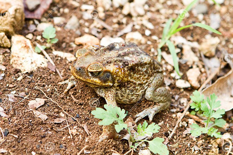Cane Toad stock image. Image of secretions, toxic, eyes - 15565319
