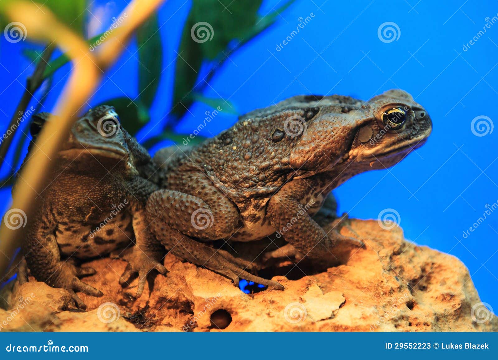 Cane toad stock image. Image of nature, toad, giant, amphibian - 29552223
