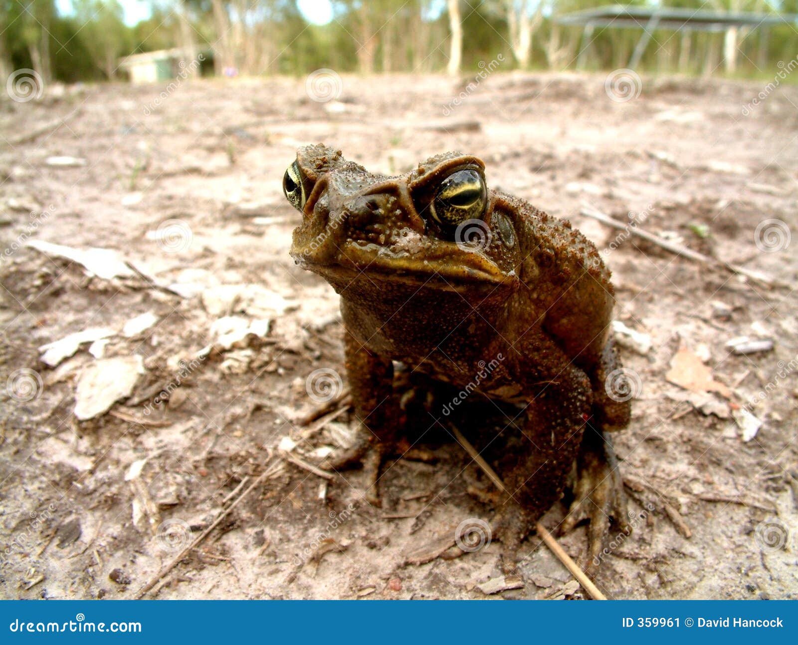 Cane Toad stock image. Image of rest, toad, frog, canetoad - 359961