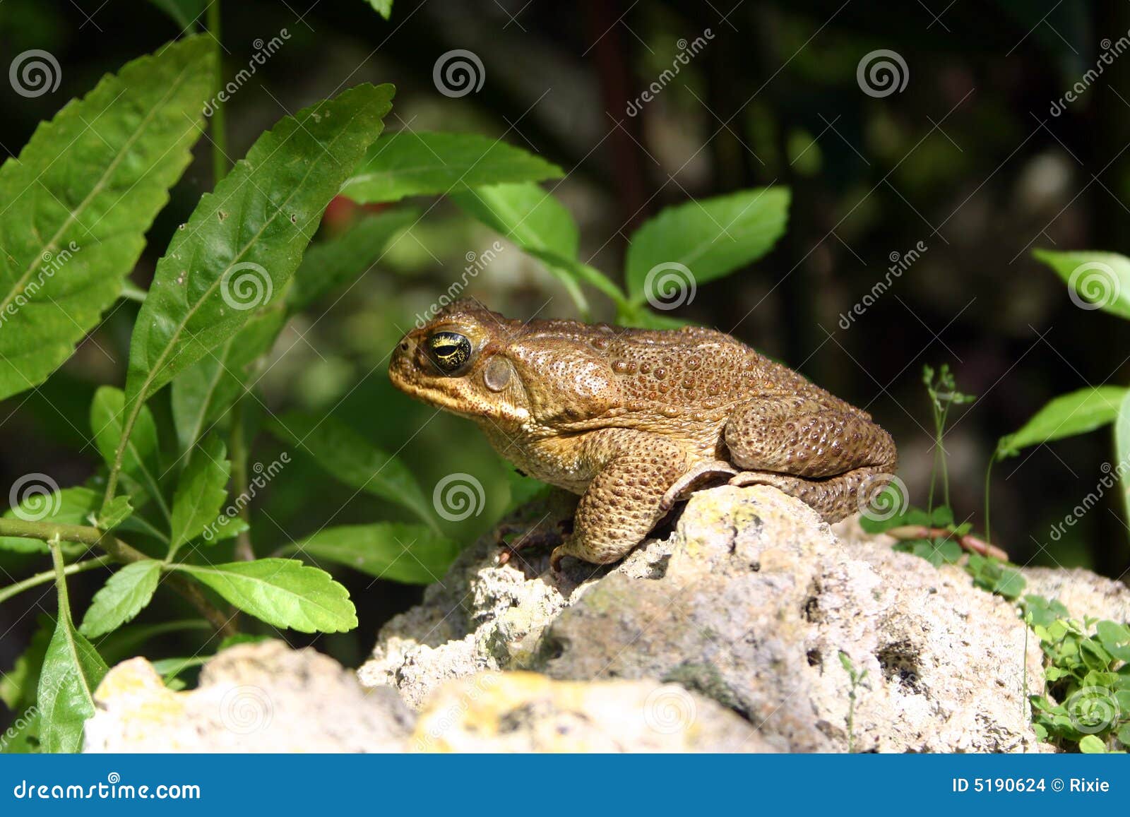 Cane toad stock photo. Image of poisonous, wildlife, jump - 5190624