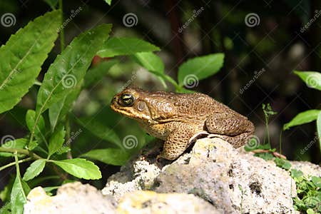 Cane toad stock photo. Image of poisonous, wildlife, jump - 5190624