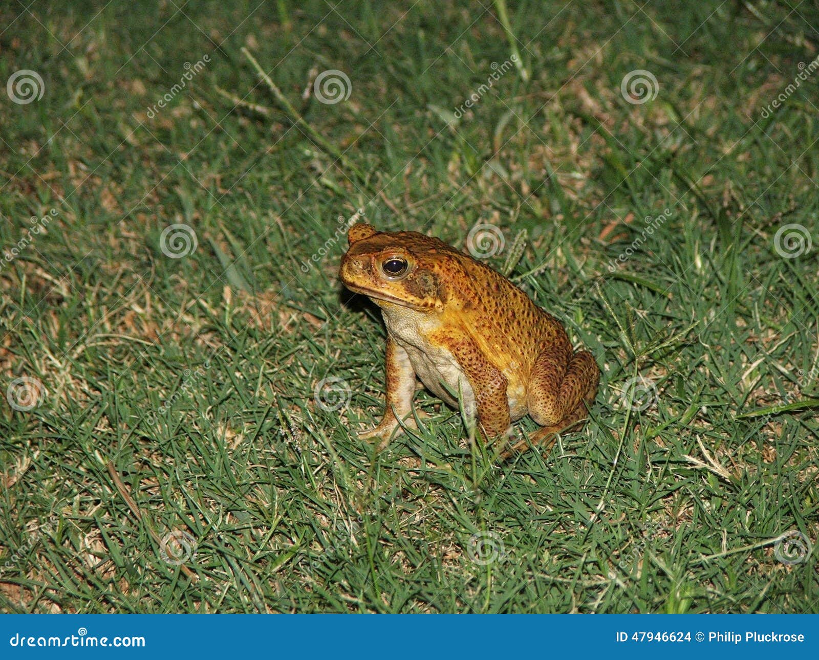 Cane Toad stock photo. Image of cain, australia, toad - 47946624