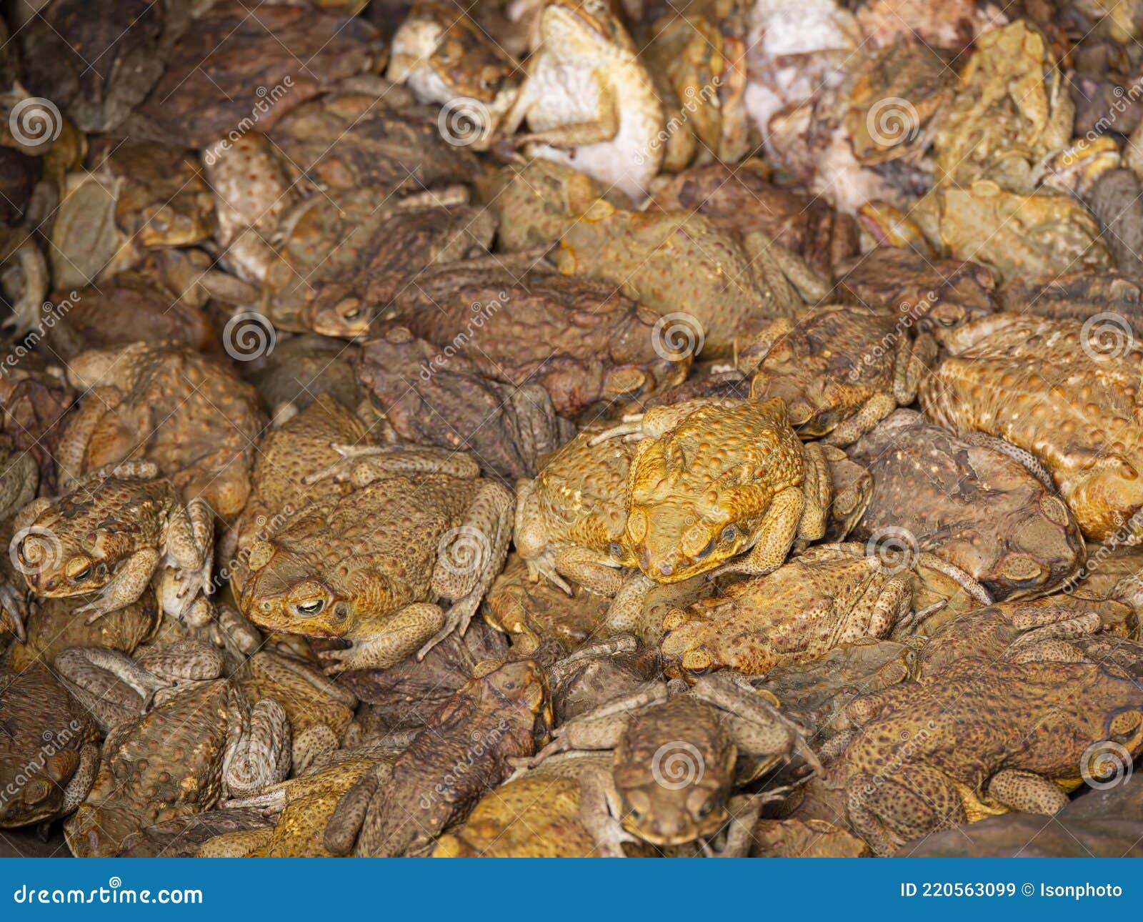 Mass Of Cane Toads Background Royalty-Free Stock Photo | CartoonDealer ...