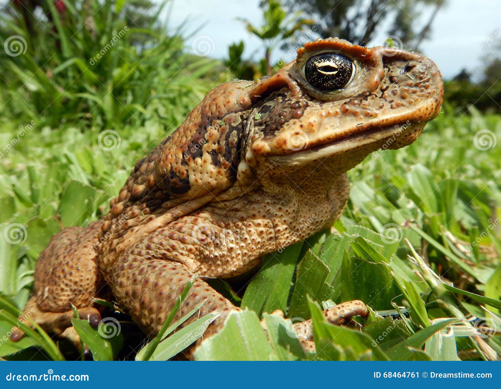 Cane Toad on the Big Island Stock Image - Image of brown ...