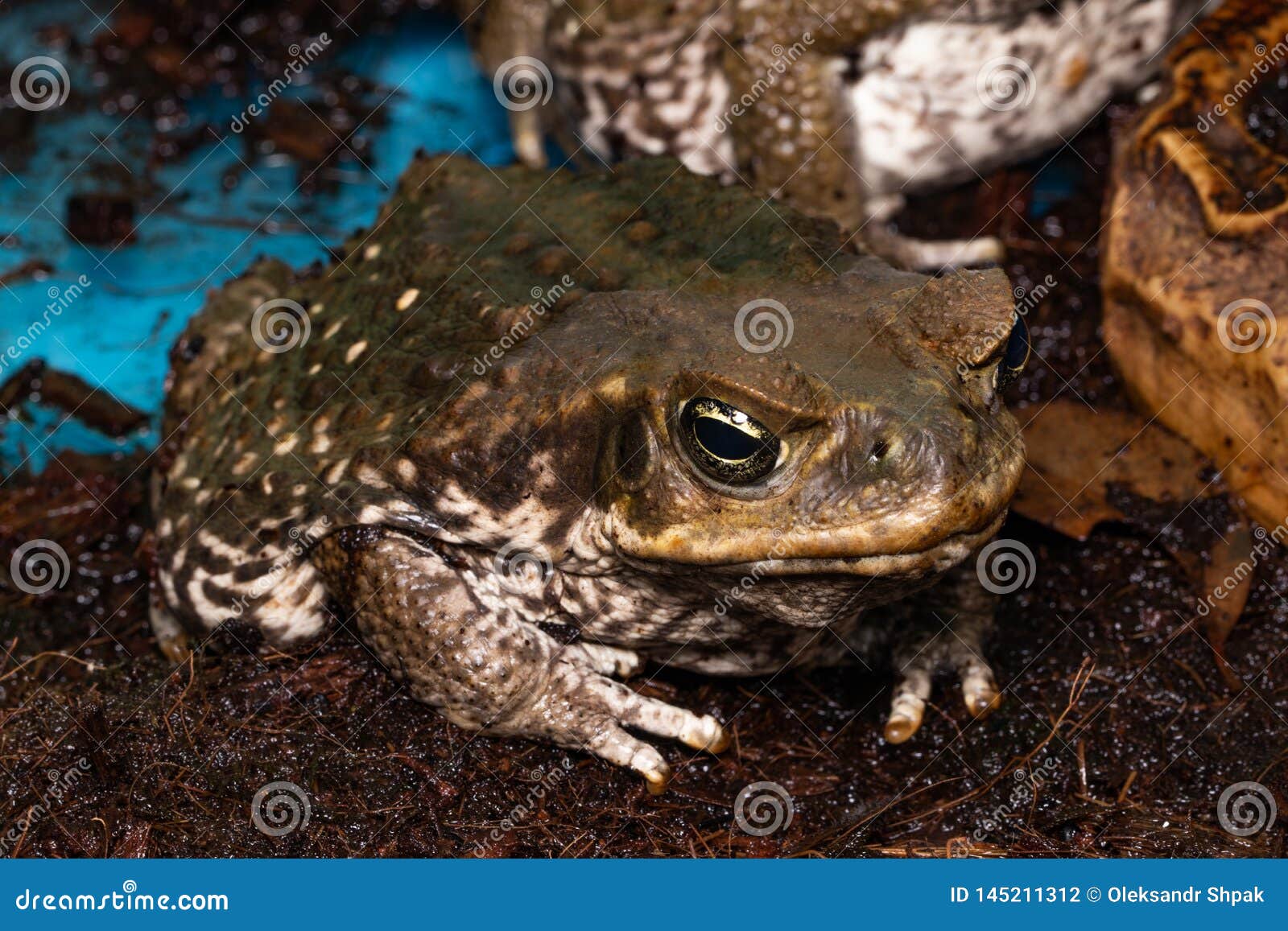 Cane Toad - Bufo Marinus - Also Known As a Giant Neotropical or Marine ...