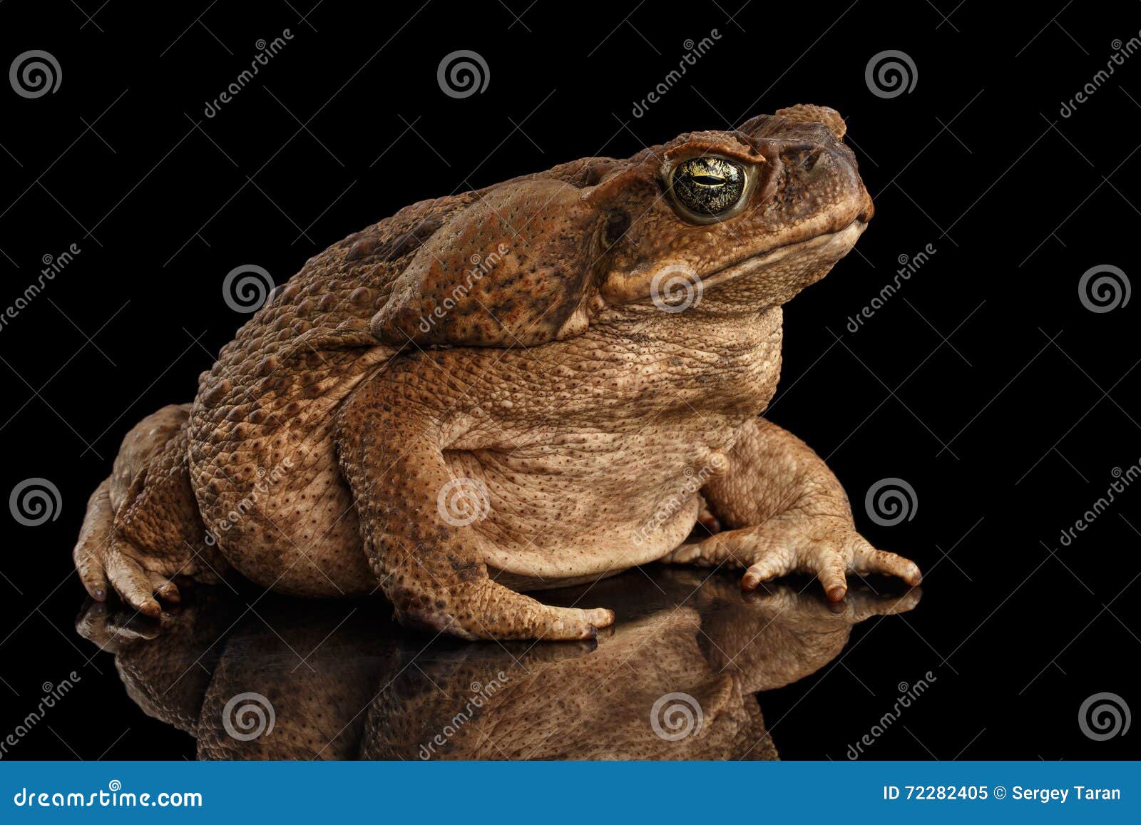 Cane Toad Face Royalty-Free Stock Photo | CartoonDealer.com #29312277