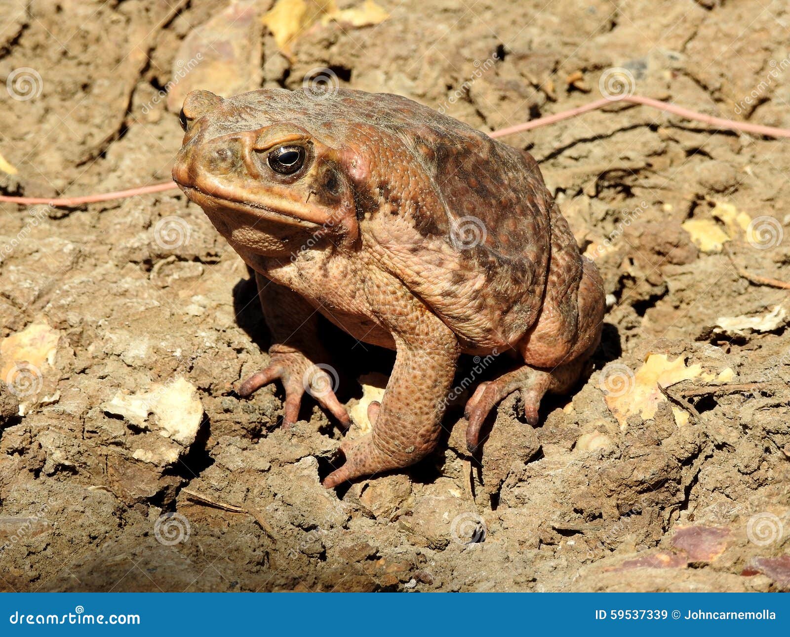 The Cane Toad, - The Giant Neotropical Toad Stock Photo | CartoonDealer ...