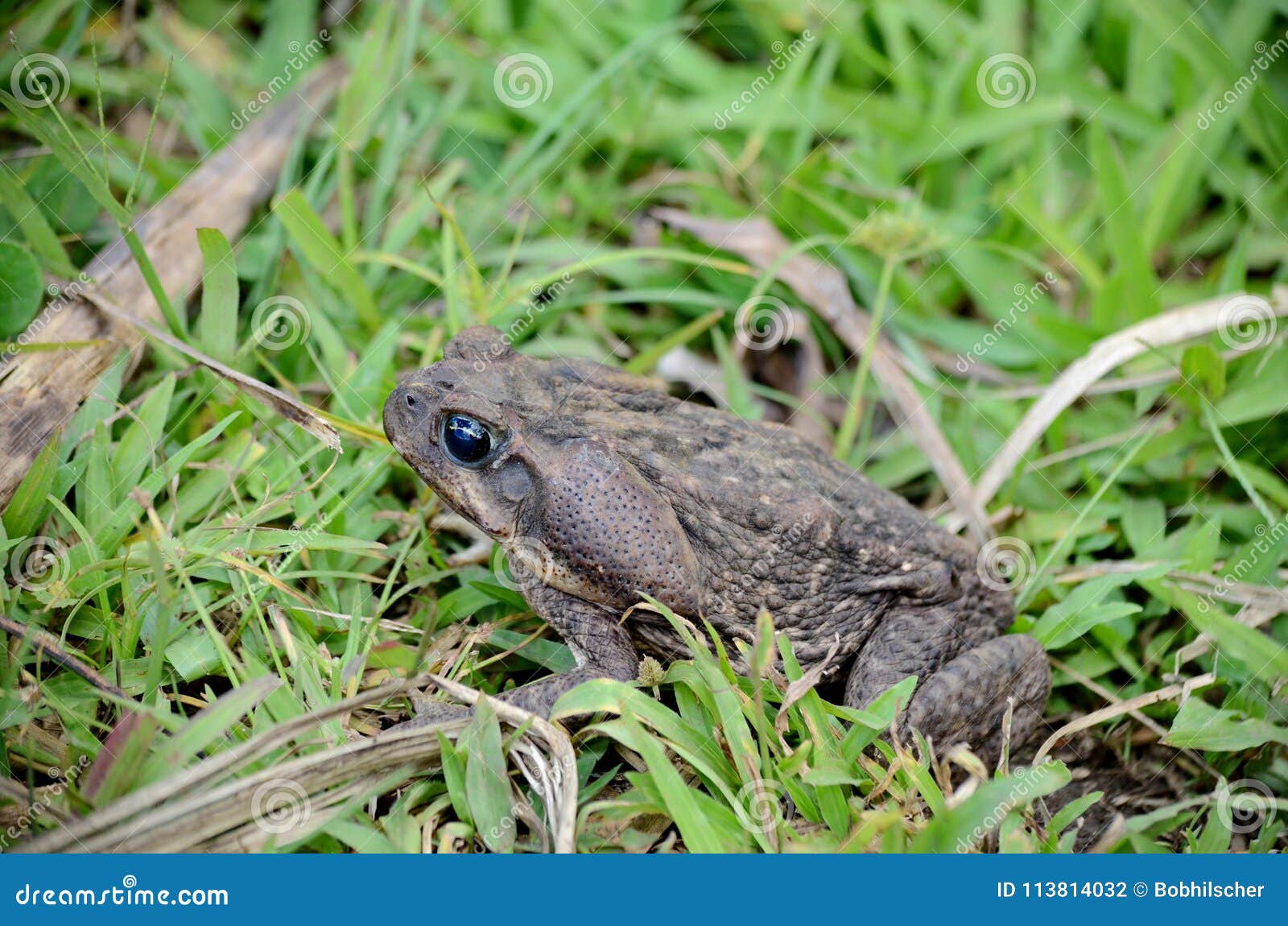 Cane Toad stock photo. Image of nature, species, amphibian - 113814032