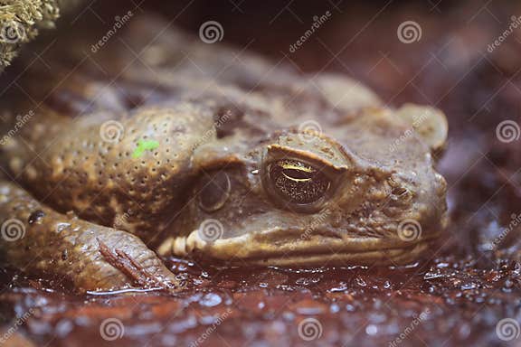 Cane toad stock photo. Image of southern, animal, nature - 275883060