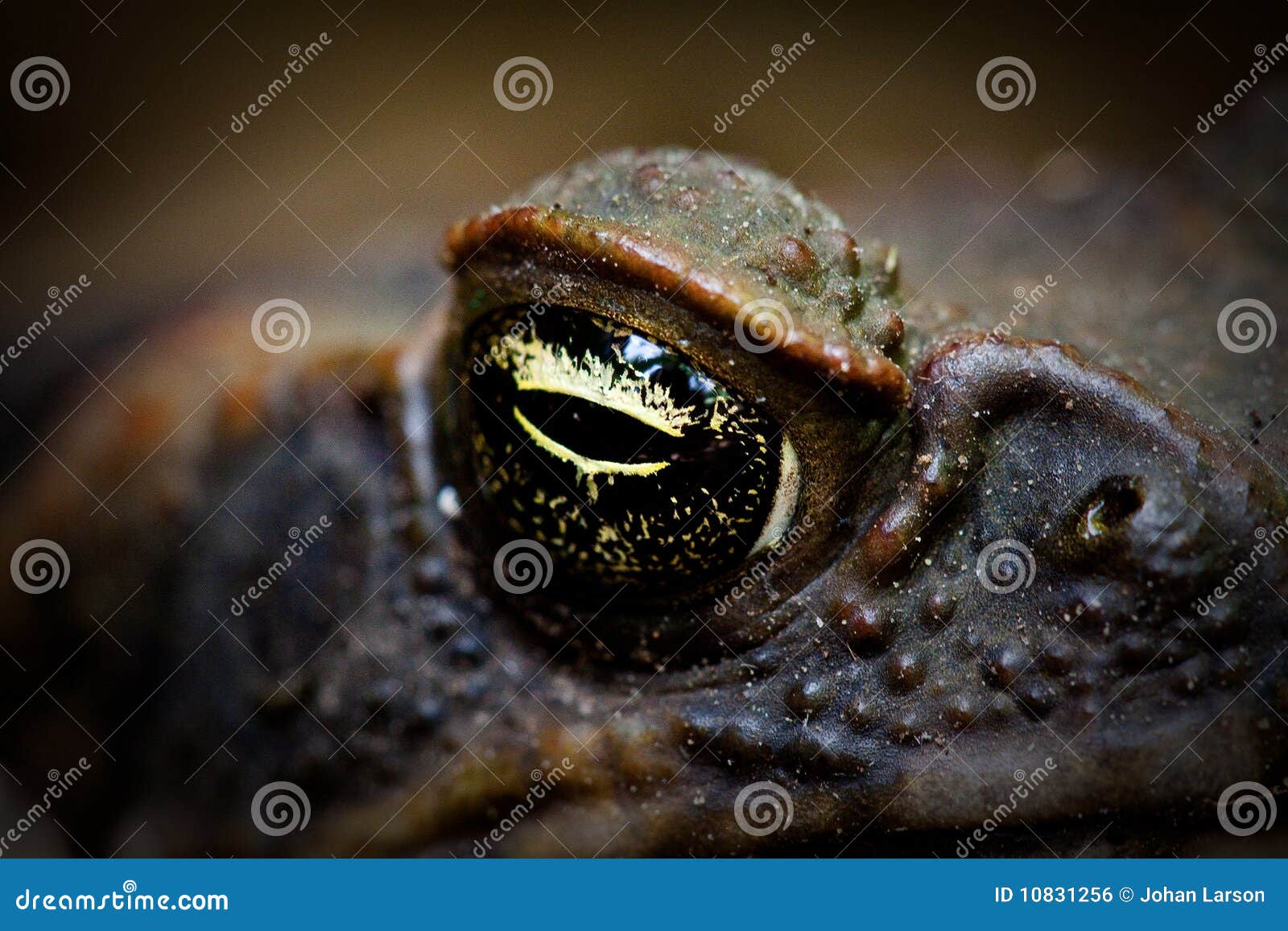 Cane toad eye stock photo. Image of warts, bumps, toad - 10831256