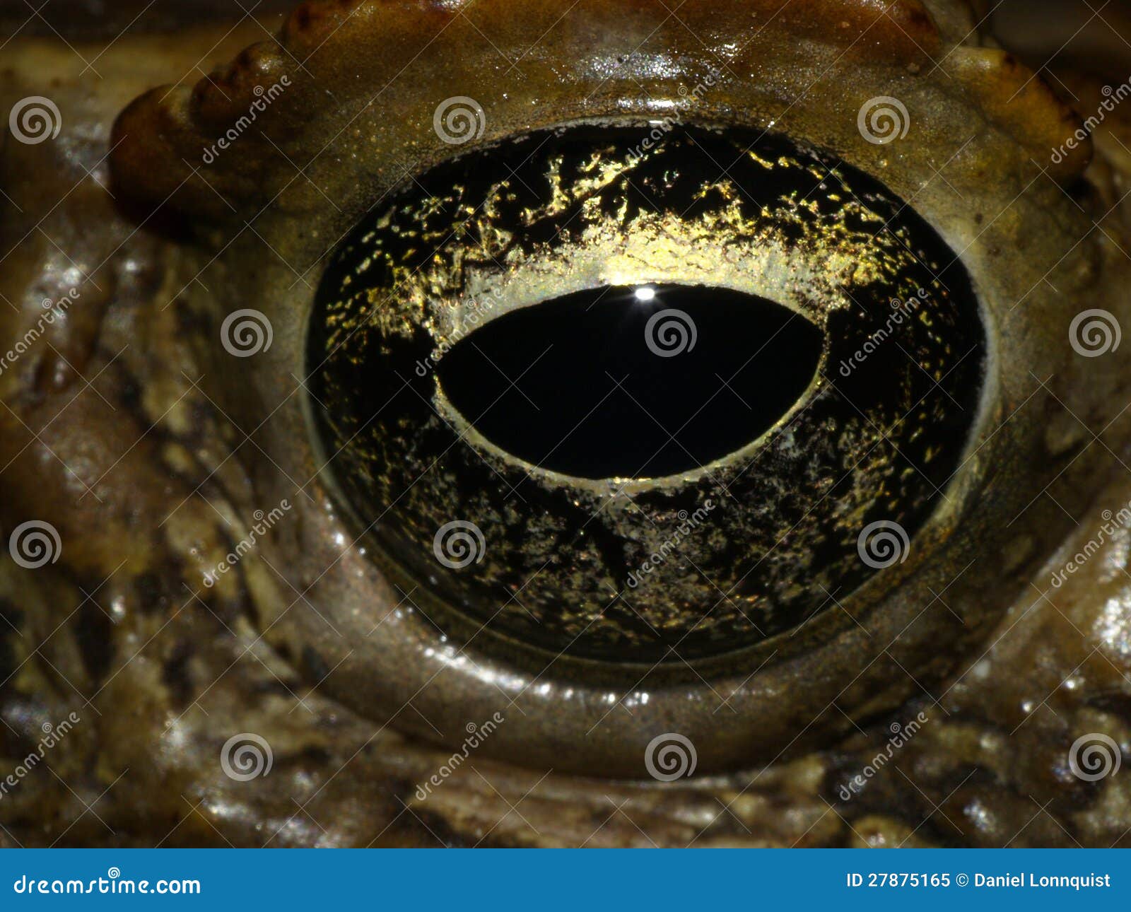 Cane Toad Eye stock image. Image of leaf, cane, brown - 27875165
