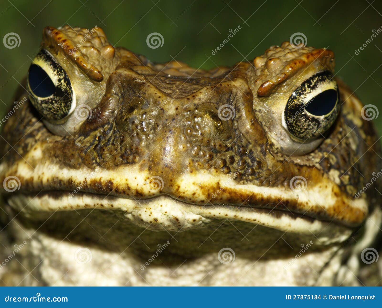 Cane Toad Face stock photo. Image of toad, species, wart - 27875184