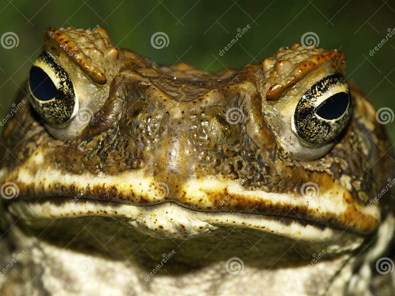 Cane Toad Face stock photo. Image of toad, species, wart - 27875184