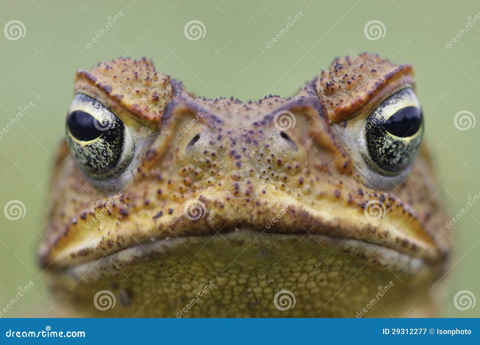 Cane toad face stock image. Image of pest, fauna, nature - 29312277