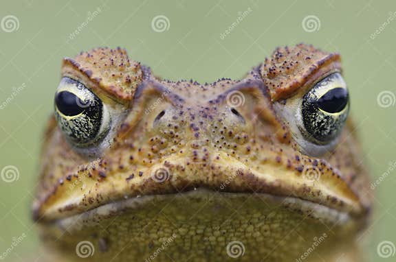 Cane toad face stock image. Image of pest, fauna, nature - 29312277