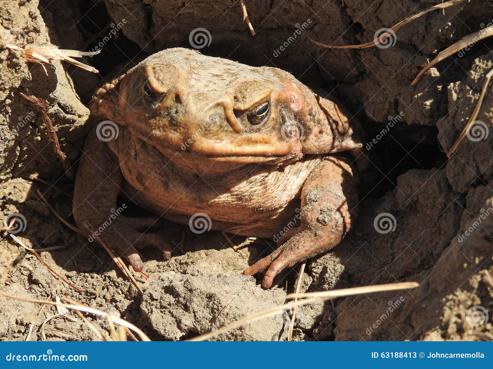 Cane toad. stock image. Image of queensland, camoolweal - 63188413