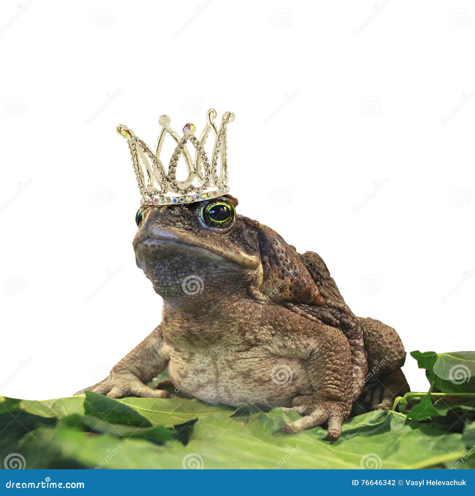Cane toad. stock photo. Image of bufo, crown, toad, card - 76646342