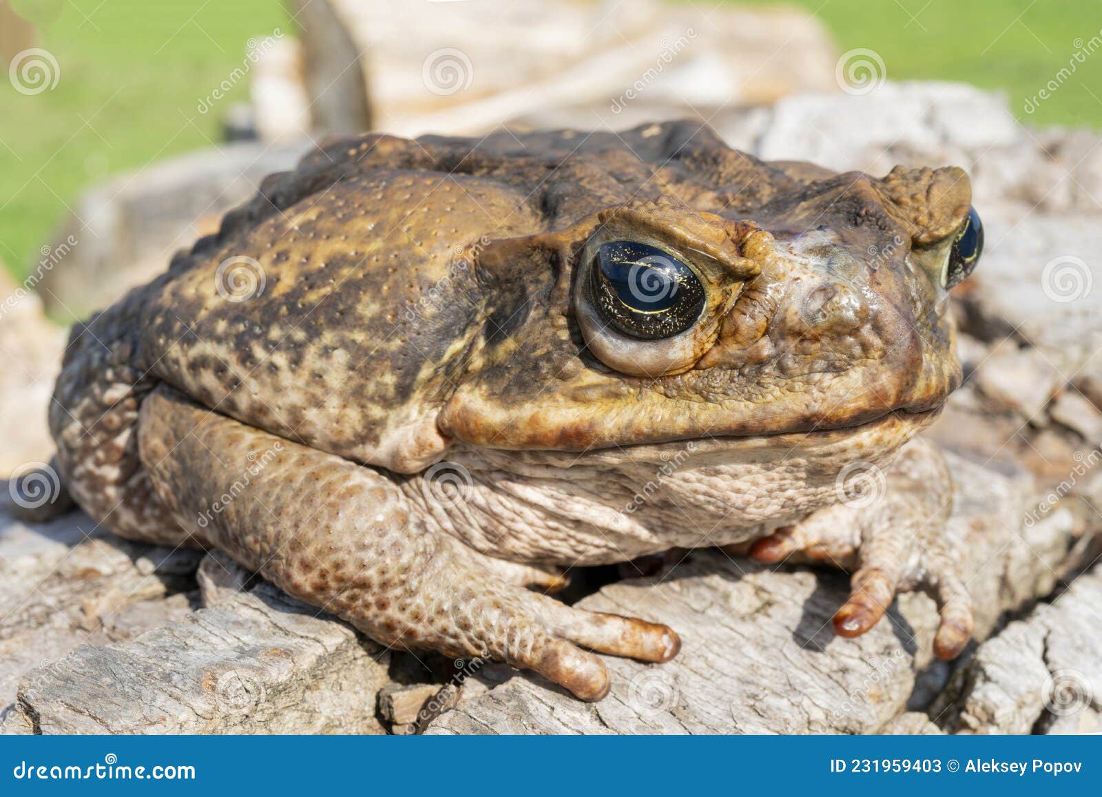 The Cane Toad, - The Giant Neotropical Toad Royalty-Free Stock Photo ...