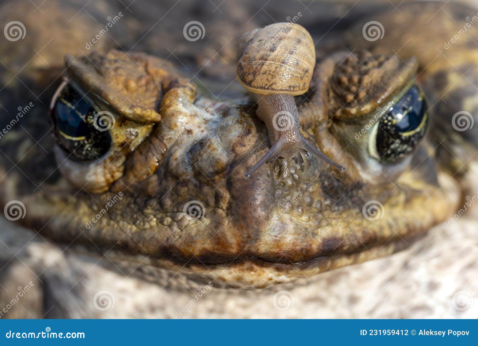 The Cane Toad, - The Giant Neotropical Toad Stock Photo | CartoonDealer ...