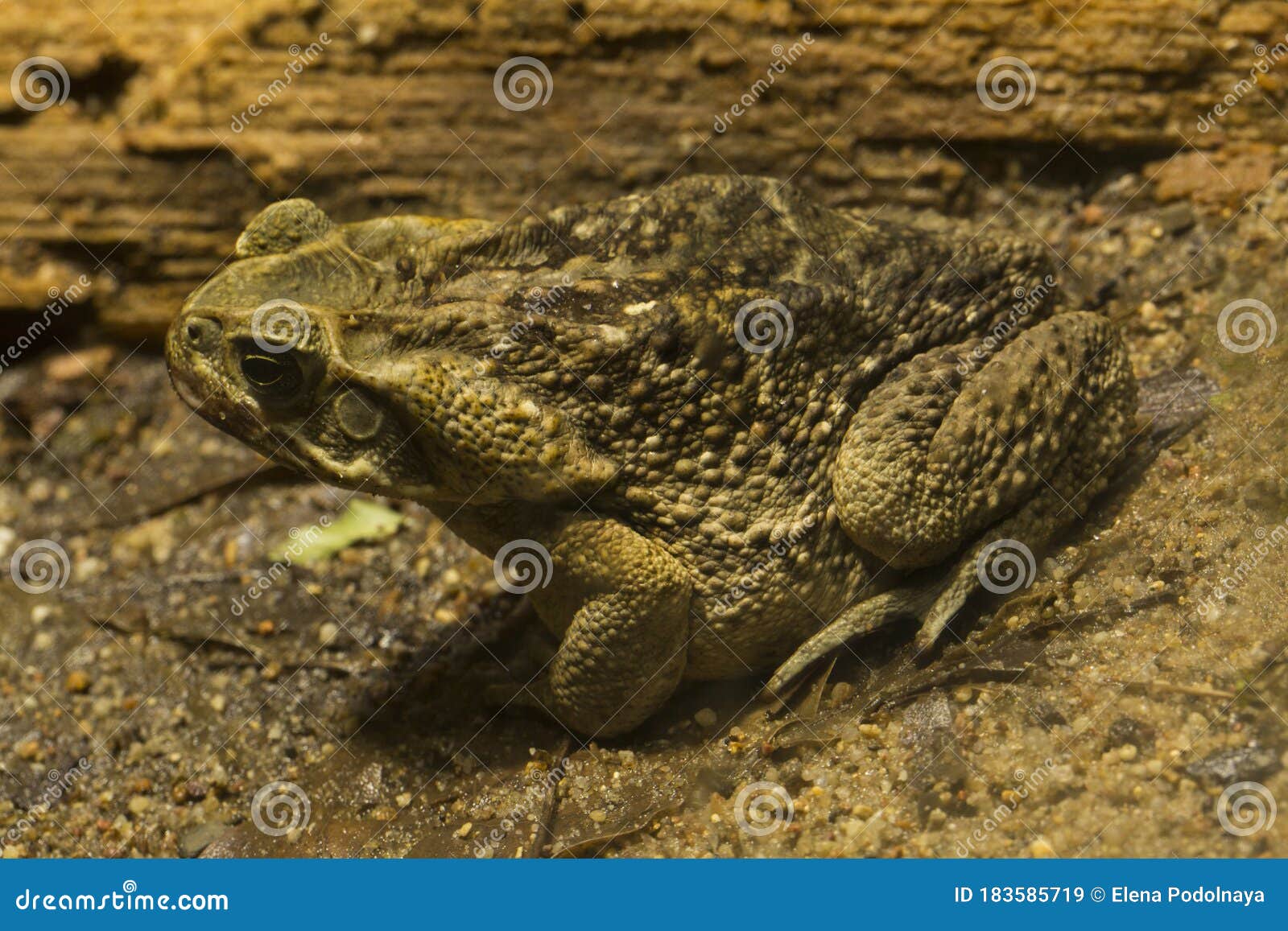 Cane Toad, Giant Neotropical Toad, Marine Toad Rhinella Marina. Stock ...