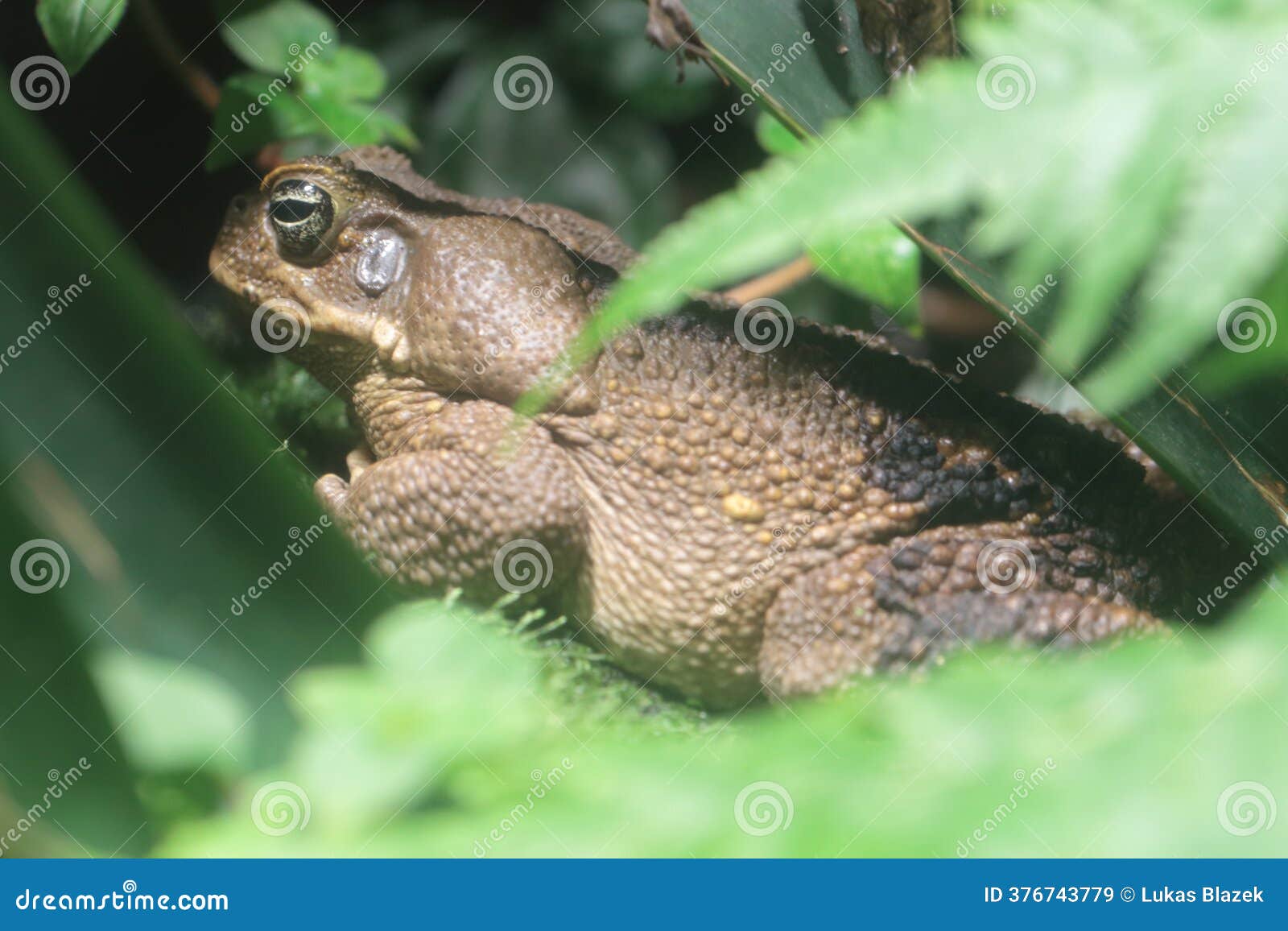 Cane Toad Face Royalty-Free Stock Photo | CartoonDealer.com #29312277