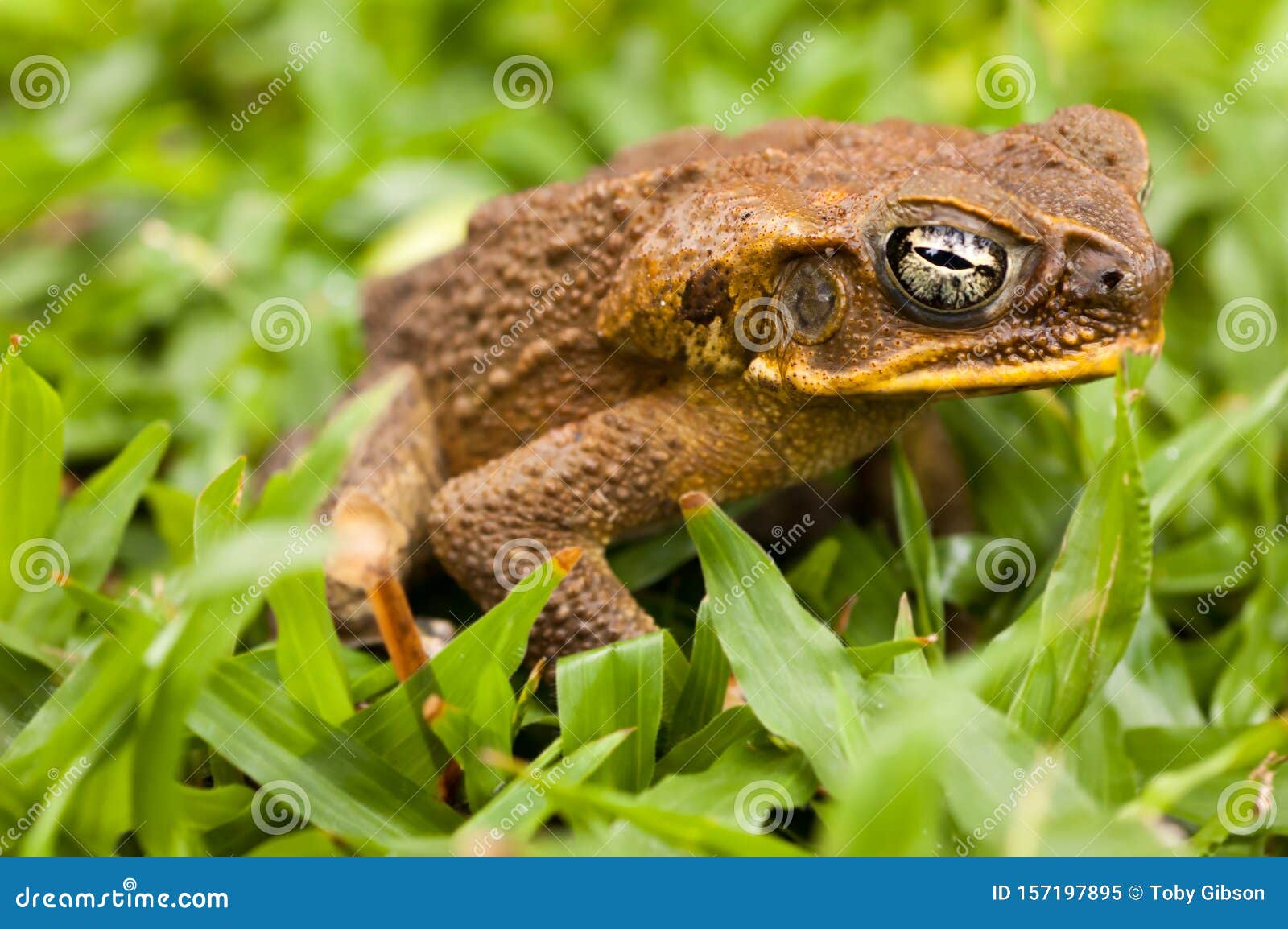 Cane Toad in the Grass. Dauin, Philippines Stock Image - Image of fauna ...