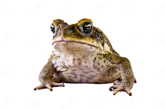 Cane Toad Isolated Over White Stock Photo - Image of jump, frog: 14336328