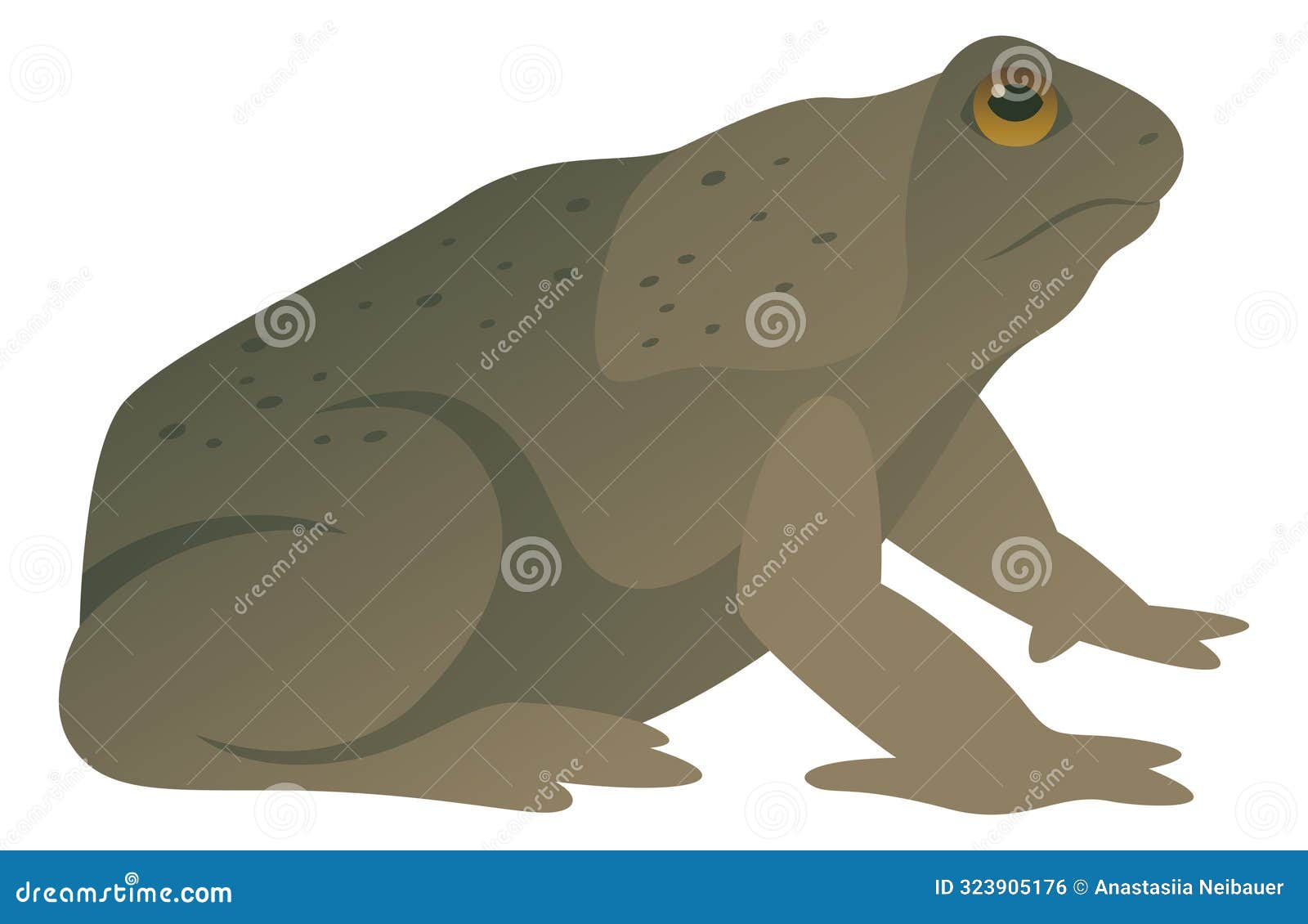 Cane Toad Isolated, Vector Illustration of Frog. Stock Vector ...