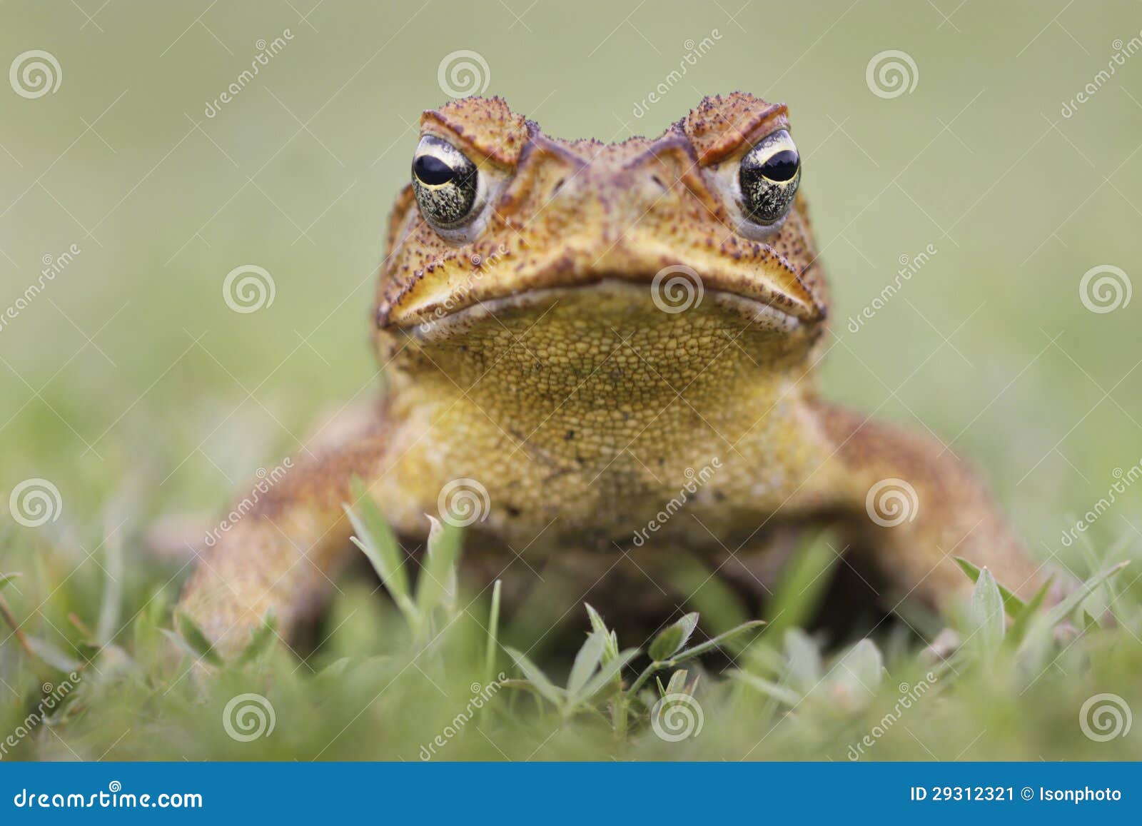 Cane toad on white stock image. Image of wildlife, toxic - 29312321