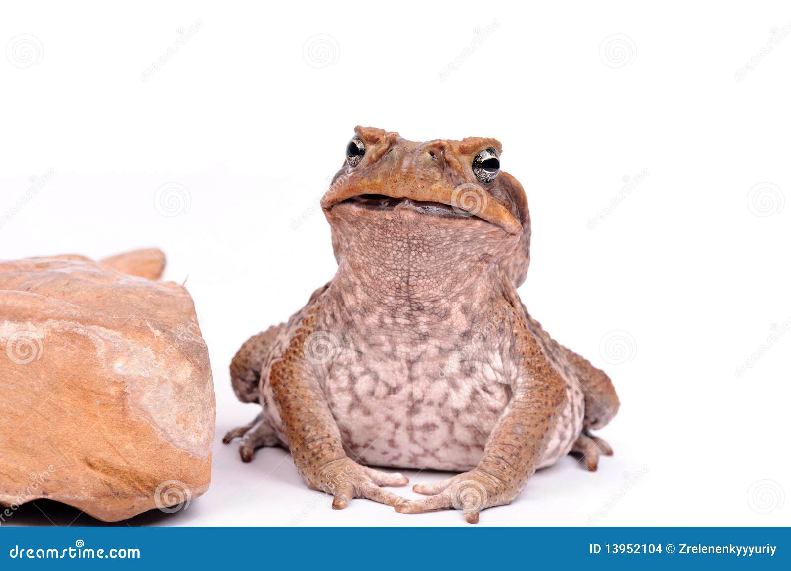 Cane Toad Isolated On White Background Stock Photo - Image of zoology ...