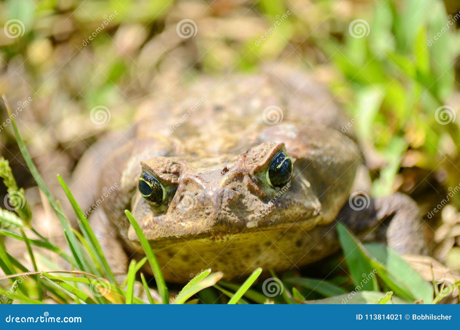 Cane Toad stock image. Image of nature, large, cane - 113814021